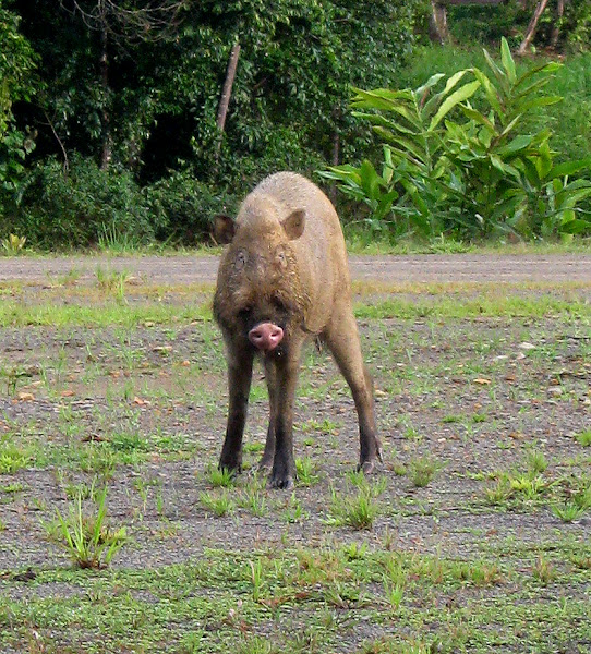 Bornean Bearded Pig | Project Noah