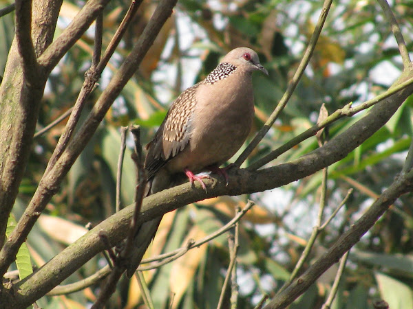 Spotted Dove/ghughu | Project Noah
