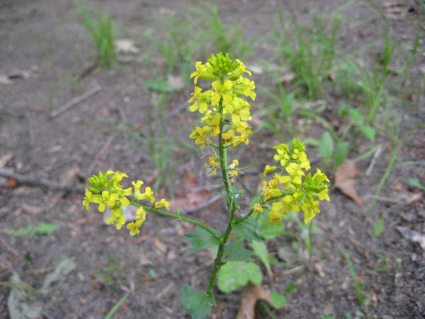 Winter Cress | Project Noah