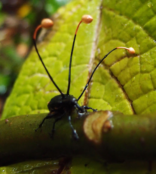 Cordyceps fungus on dead weevil | Project Noah