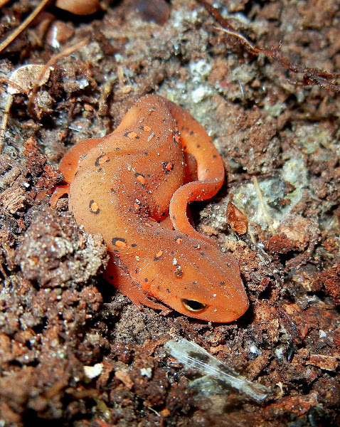 Eastern (Red-Spotted) Newt | Project Noah