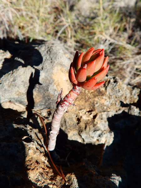 Spotting | Project Noah