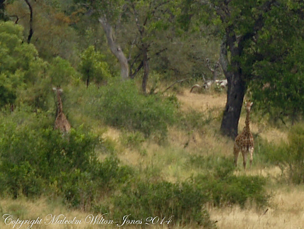 Giraffe | Project Noah