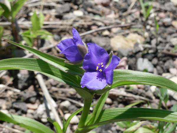 Prairie Spiderwort | Project Noah