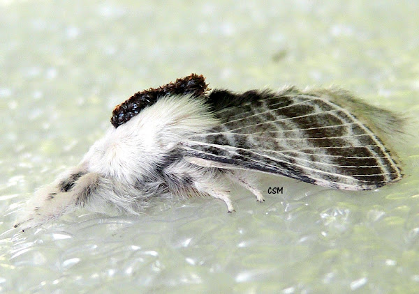 Large Tolype Moth | Project Noah