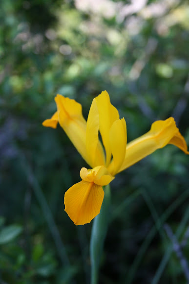 Spanish Iris | Project Noah