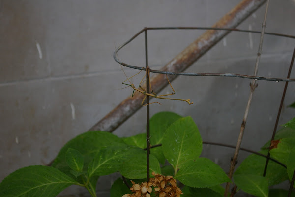 Giant Walking Stick | Project Noah