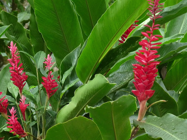 Red Ginger Lily | Project Noah