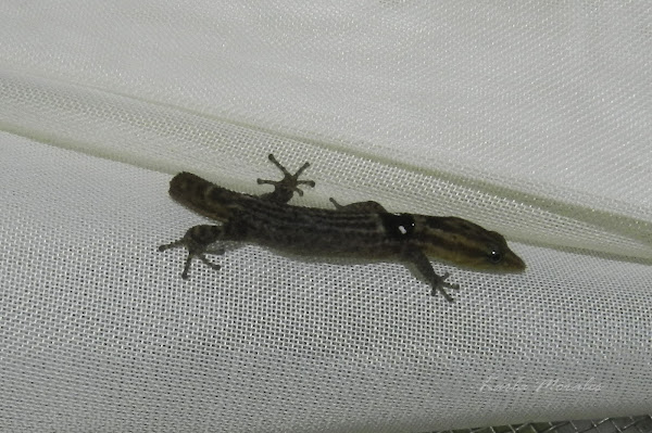 Puerto Rico Upland Gecko | Project Noah