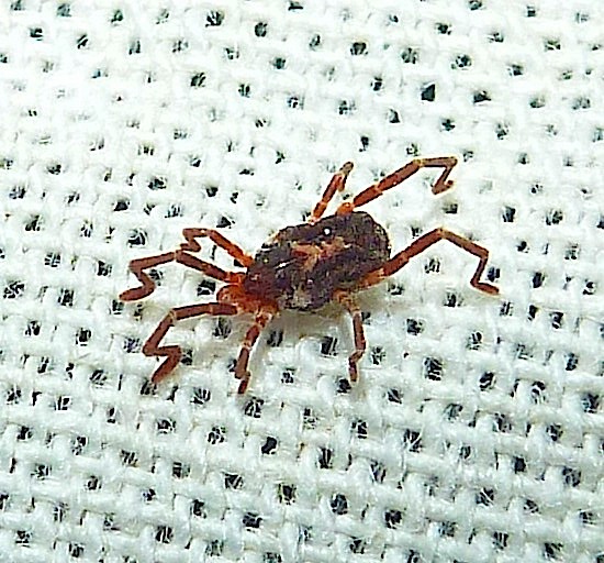 Free-Living Mite | Project Noah