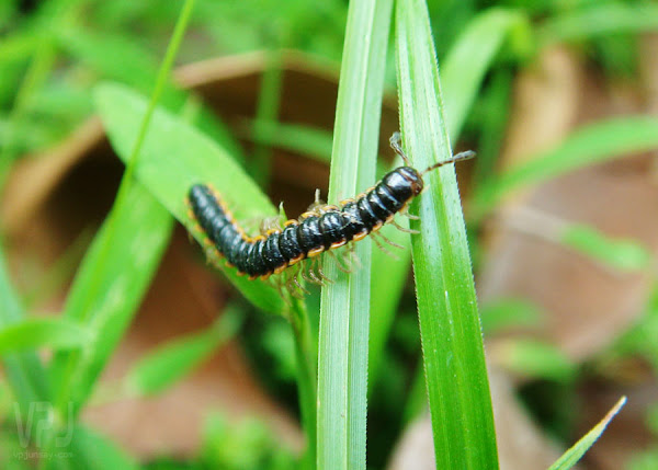 Millipede | Project Noah