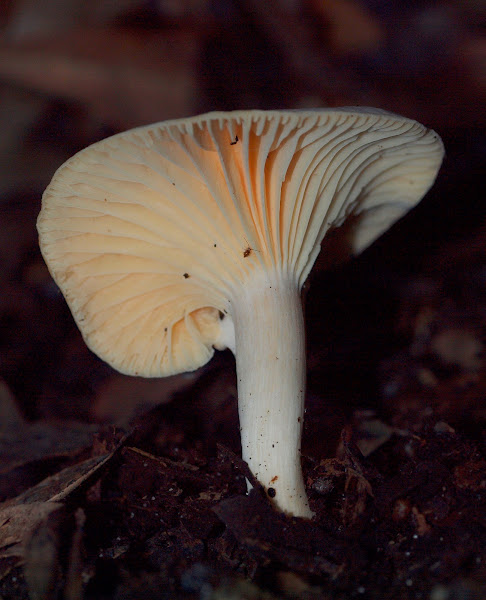 Fungi | Project Noah