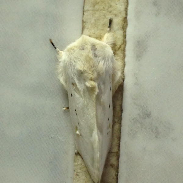 Fig Tree Moth | Project Noah