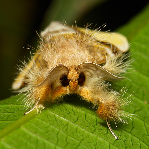 Tussock Moth | Project Noah