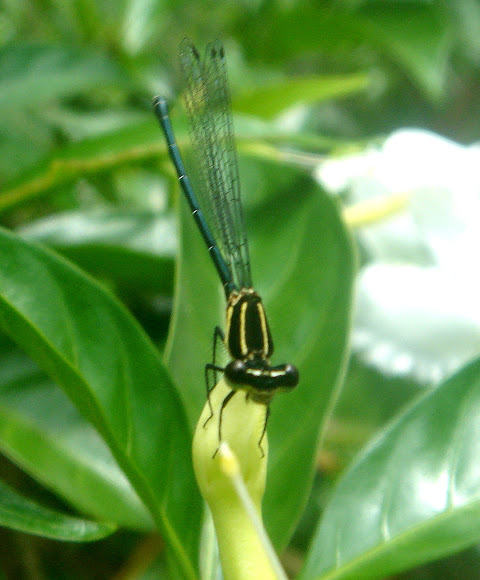 Marsh Dancer Damselfly | Project Noah