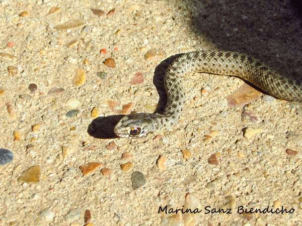 Culebra bastarda | Project Noah