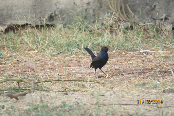 Indian Robin (male) | Project Noah