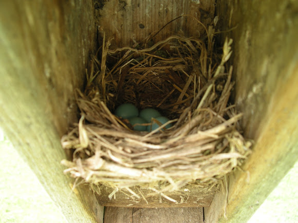 blue bird eggs | Project Noah