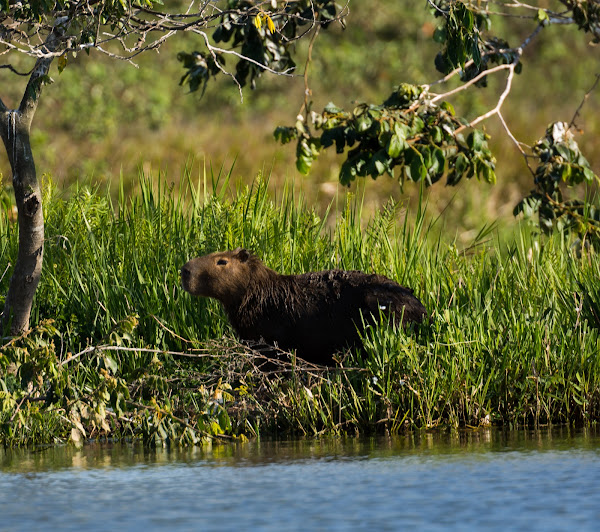 Capivara | Project Noah