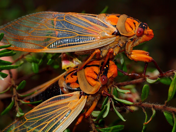 Yellow Monday Cicada | Project Noah