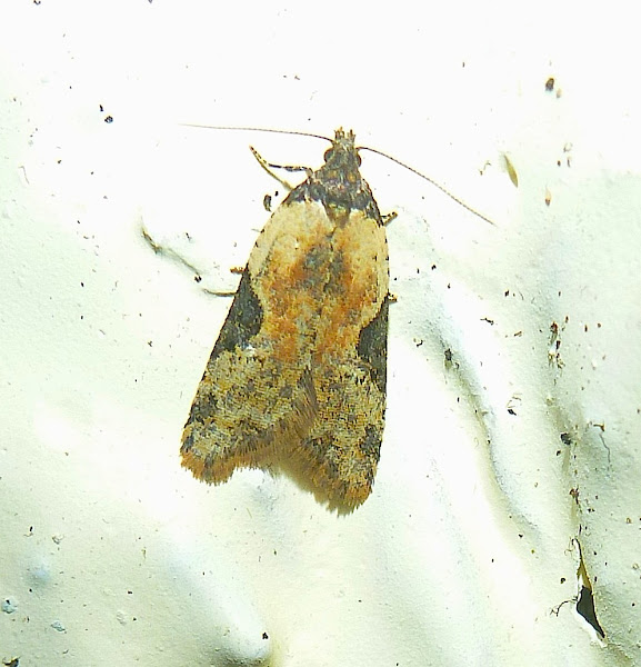 Micro-Lepidoptera | Project Noah