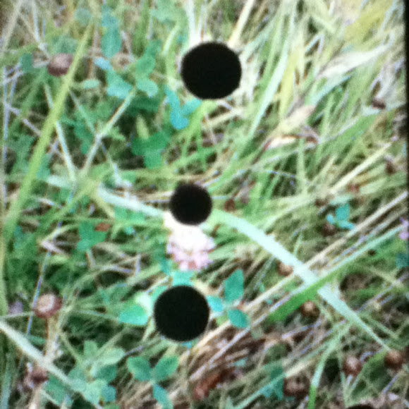 Running buffalo clover | Project Noah