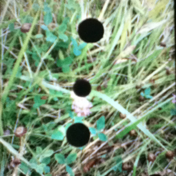 Running buffalo clover | Project Noah