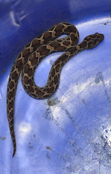 Russel's viper | Project Noah