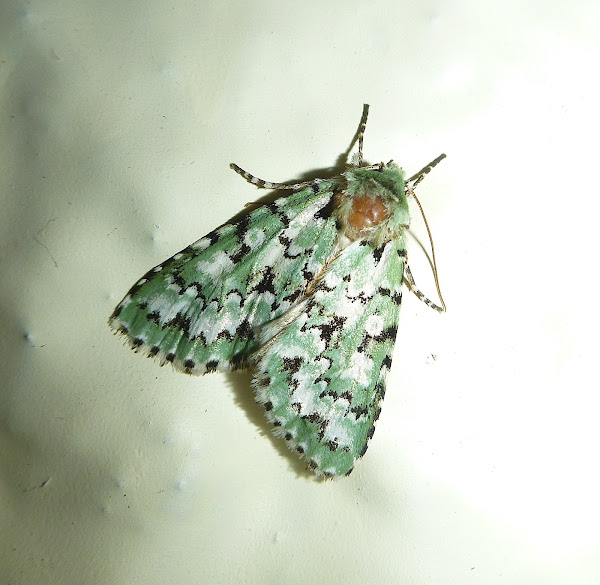 Lichen Mimic Moth | Project Noah