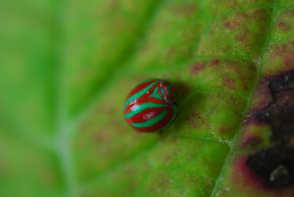 Issid Planthopper | Project Noah