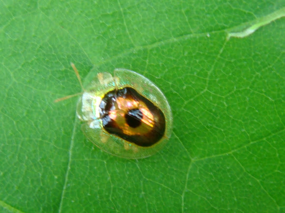 Target Beetle (Chrysomelidae: Cassidinae) | Project Noah