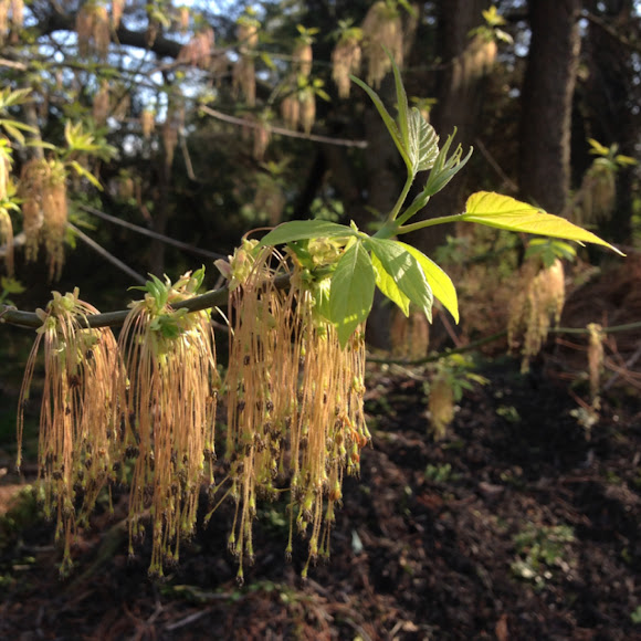 Box Elder/Ash-leaf Maple | Project Noah