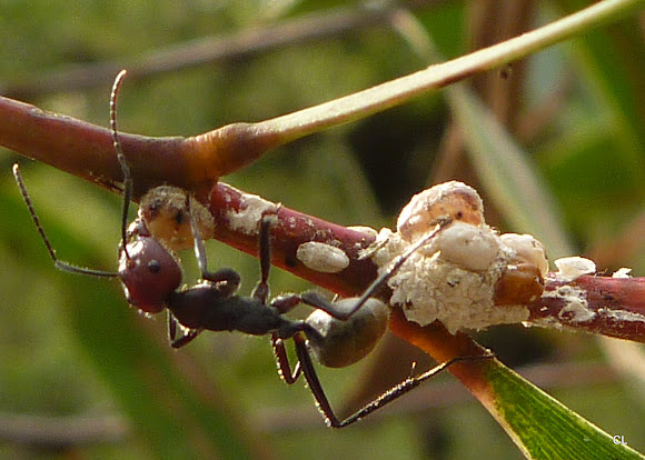 Meat Ant | Project Noah