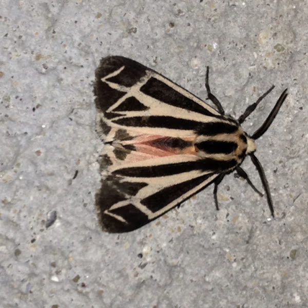 Banded Tiger moth | Project Noah