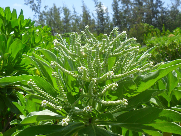 tree heliotrope | Project Noah