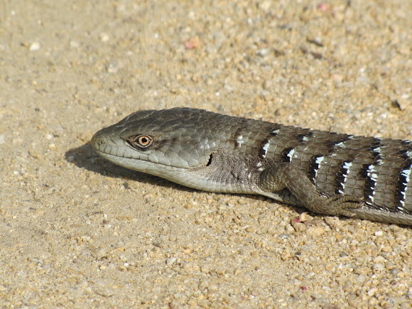 Southern Alligator Lizard | Project Noah