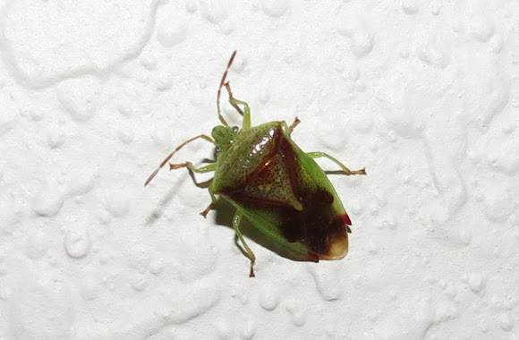 Red Cross Shield Bug | Project Noah