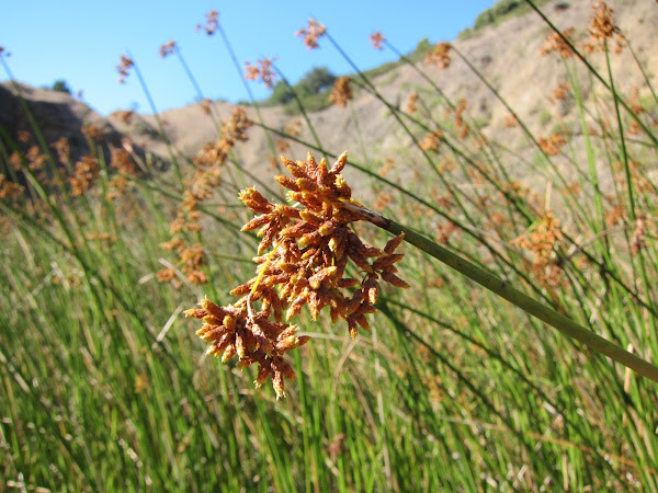 California Bulrush | Project Noah