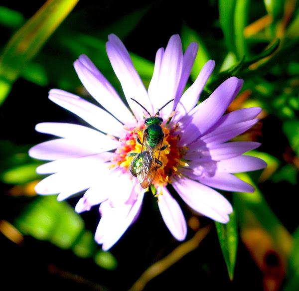 Halictid Bee | Project Noah