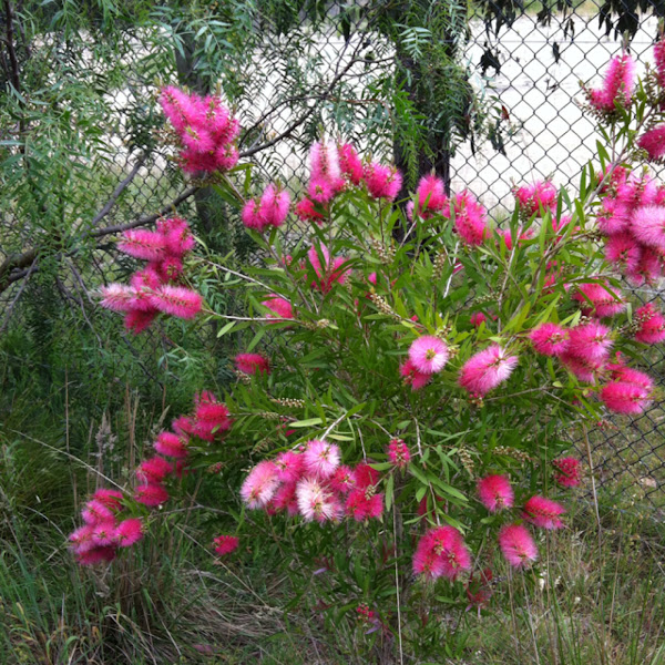 Callistemon candy pink | Project Noah