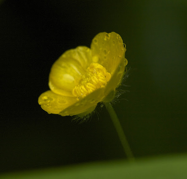 Common Buttercup | Project Noah