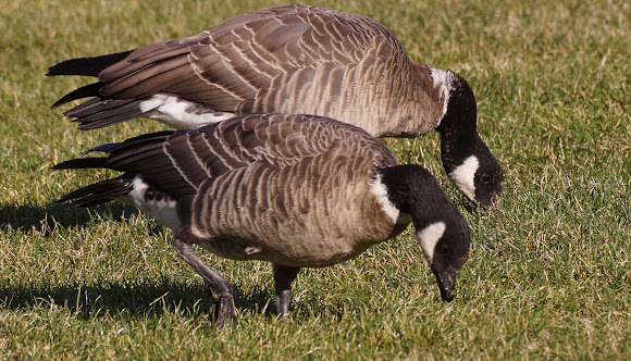 Aleutian Cackling Goose | Project Noah