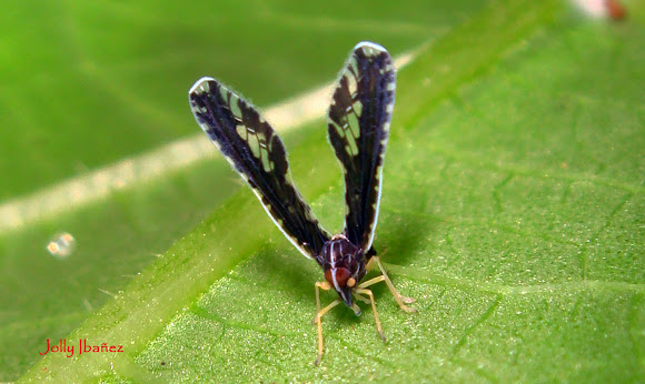 Derbid Planthopper | Project Noah