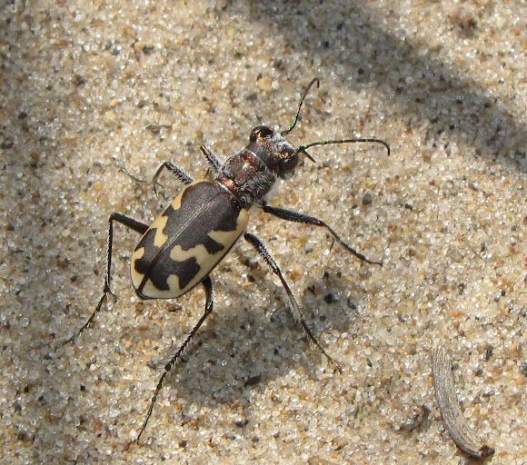 Big Sand Tiger Beetle | Project Noah