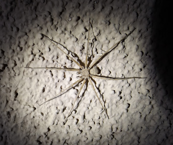 Flat Spider | Project Noah