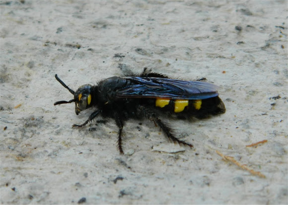Mammoth Wasp ♀ | Project Noah