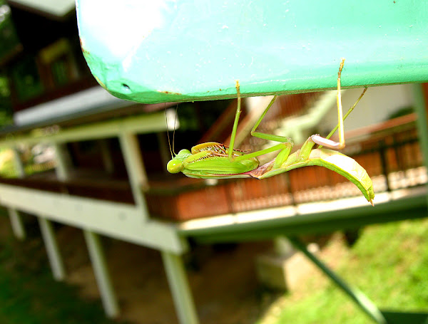 Mantis | Project Noah