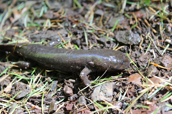 Pacific Giant Salamander | Project Noah