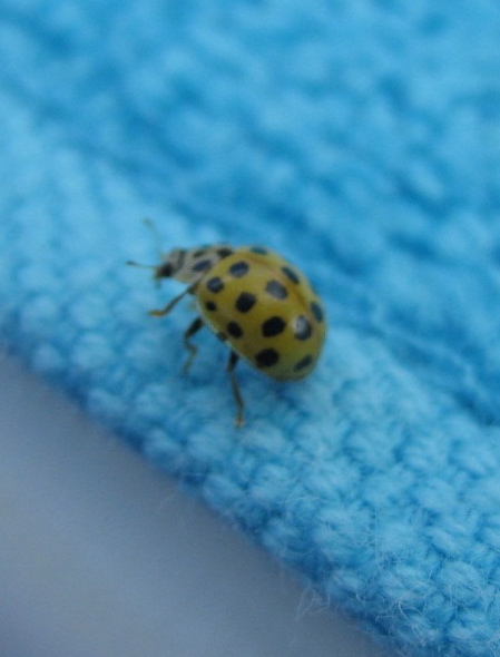 Yellow ladybug | Project Noah