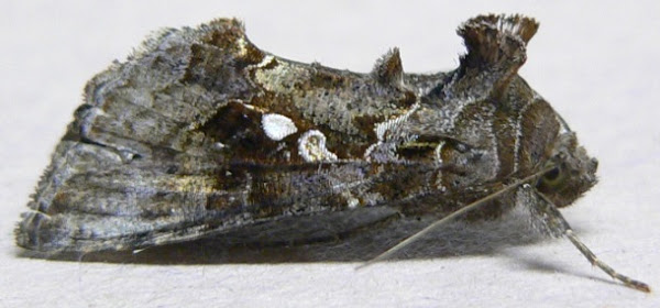 Soybean Looper Moth | Project Noah